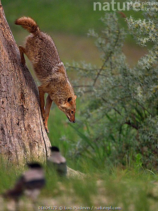 Jackal Tree