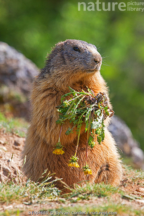 Stock photo of Alpine marmot (Marmota marmota) eating Dandelion, Alpes ...