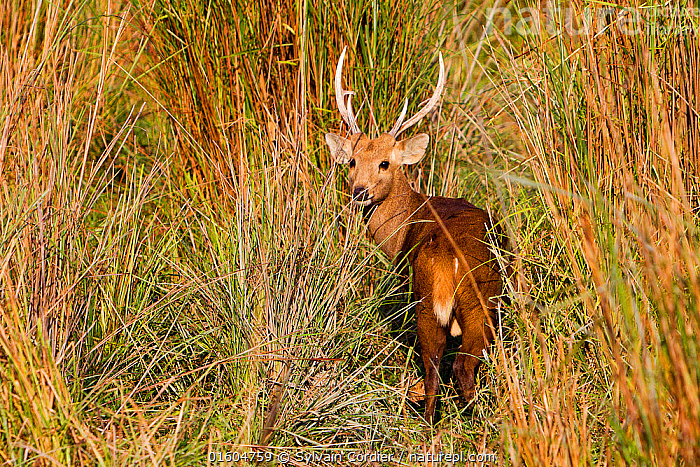 Stock photo of Hog deer (Axis porcinus or Hyelaphus porcinus ) male ...