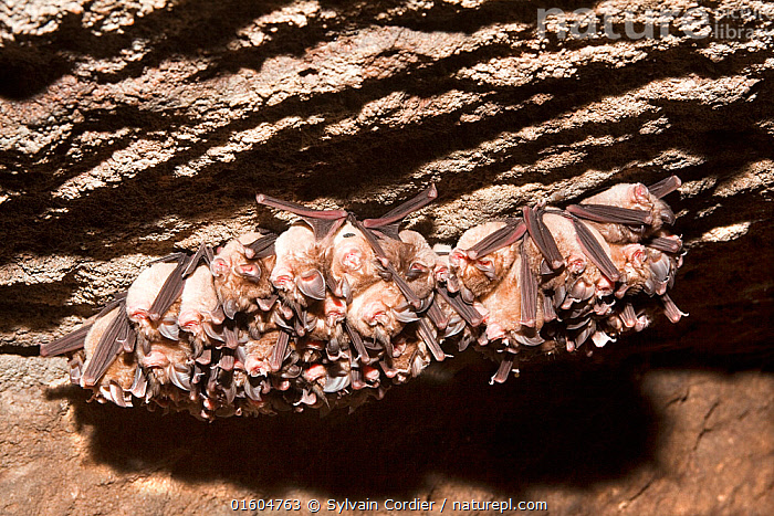 Stock photo of Great Eastern Horseshoe Bat or Woolly Horseshoe Bat ...