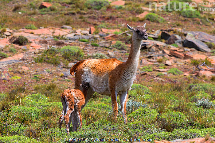 Stock photo of Guanaco (Lama guanicoe), adult female with calf suckling ...
