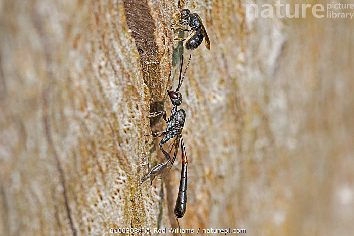 Stock photo of Parasitic wasp (Gasteruption jaculator) female with a ...
