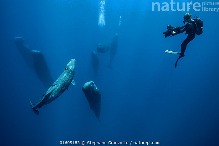 Stock photo of Sperm whale (Physeter macrocephalus) pod watched by scuba diver. Indian ...