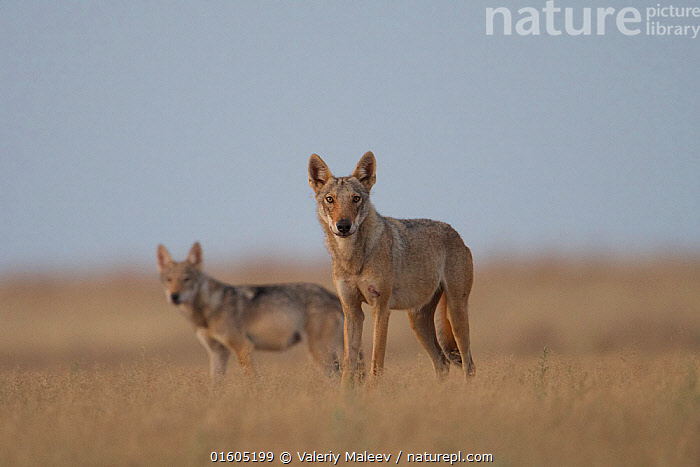 Stock photo of Grey wolf (Canis lupus) two standing in grass, Astrakhan ...