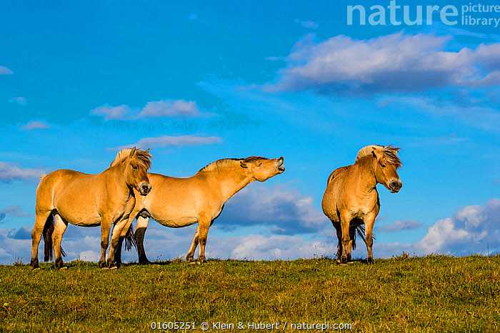 Stock photo of Fjord or Norwegian fjord horses standing in grass meadow ...