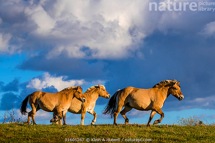 Norwegian Fjord Horse Wallpaper 120 Fjord Horses Stock Photos,