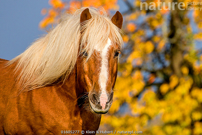 Stock photo of Comtois draft horse in grass meadow in autumn - portrait ...