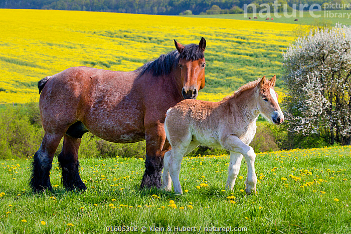 Stock photo of Ardennes horse - bay roan mare and light chestnut foal ...