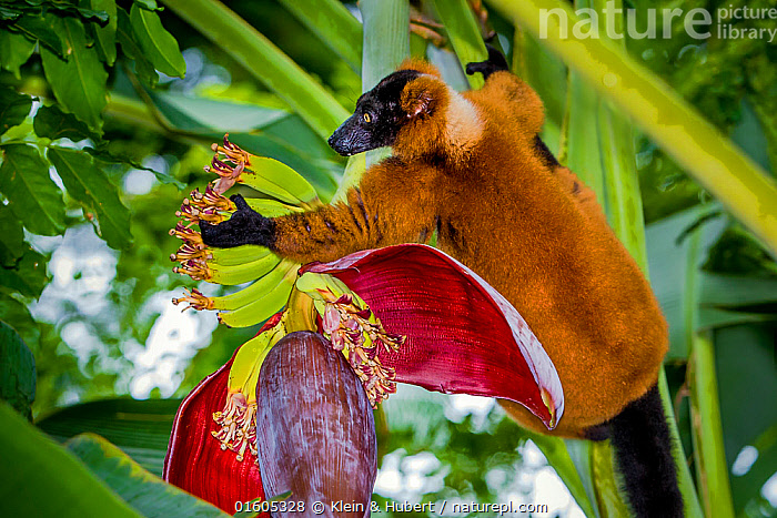 Stock photo of Red ruffed lemur (Varecia rubra) feeding on banana ...