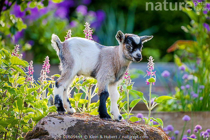 Stock photo of Grey-and-white agouti pygmy goat kid standing on rock in ...