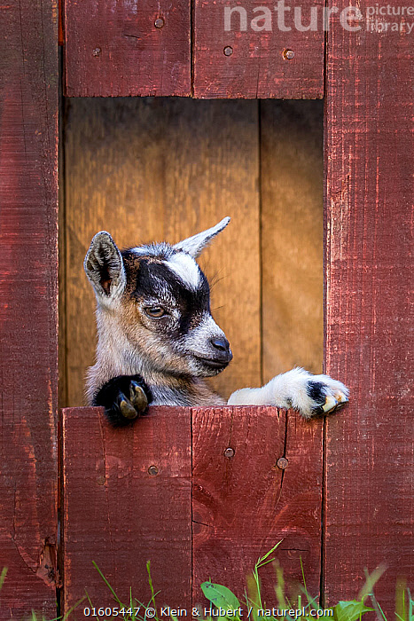 Stock photo of Grey-and-white agouti pygmy goat kid standing in barn ...