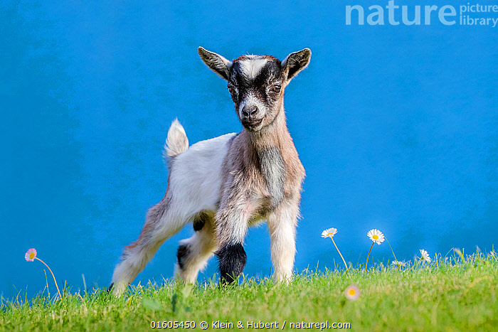 Stock photo of Grey-and-white agouti pygmy goat kid standing in front ...