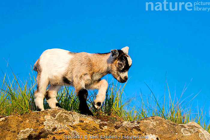 Stock photo of Grey-and-white agouti pygmy goat kid standing on a rock ...