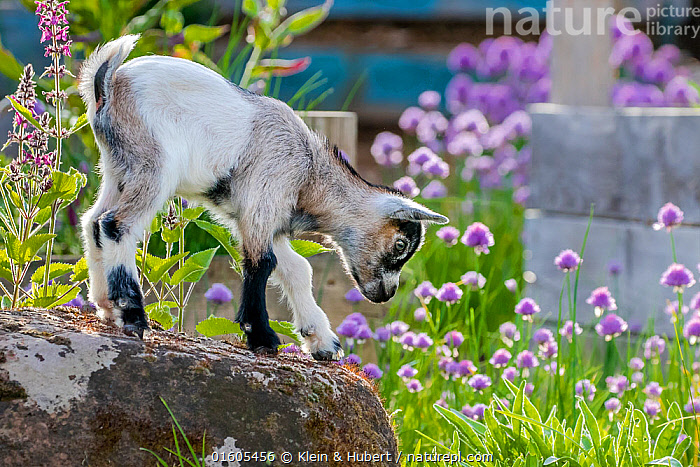 Stock photo of Grey-and-white agouti pygmy goat kid standing on rock in ...