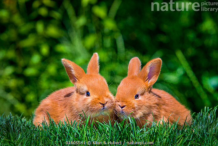 Stock photo of Two young Fauve de Bourgogne rabbits in grass. Available ...