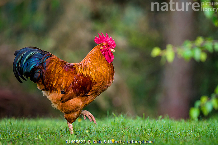 Rooster Chicken