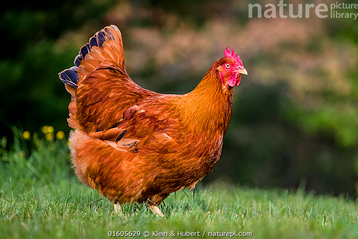 Stock photo of New Hampshire chicken hen, France.. Available for sale ...