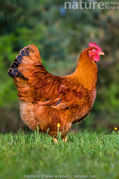 Stock photo of New Hampshire chicken hen, France.. Available for sale ...