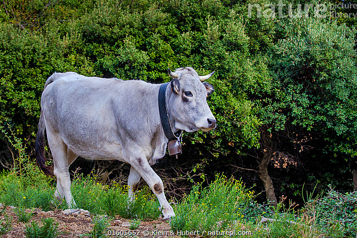 Stock photo of Gascon cattle cow, Pyrenees, France.. Available for sale ...