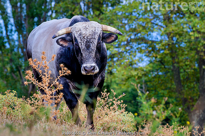 Stock photo of Gascon bull in mountains, Pyrenees, France.. Available ...