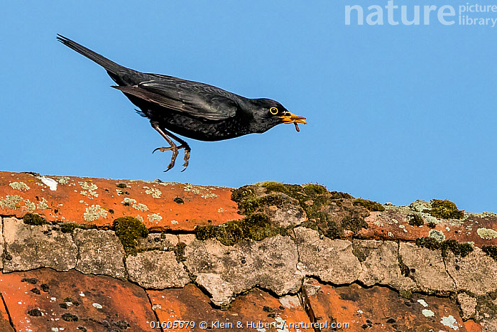 Stock photo of Common blackbird (Turdus merula) male flying from barn ...