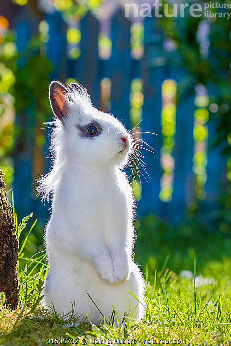 Stock photo of Black and white Lionhead Dwarf rabbit standing on hind ...