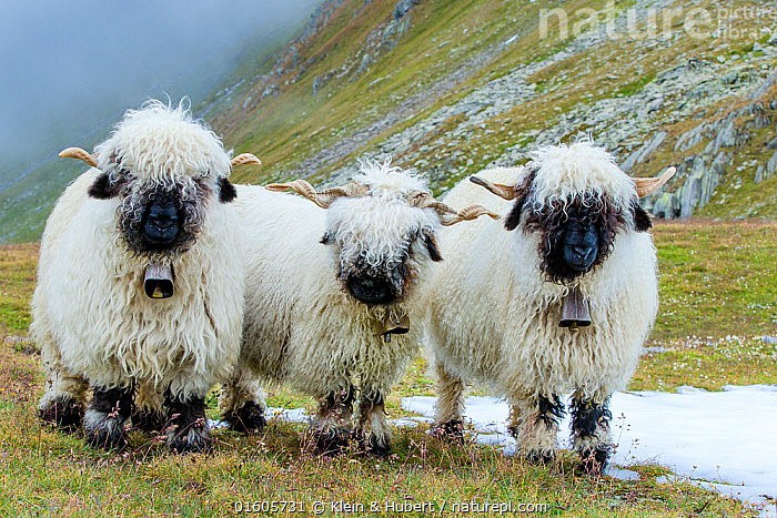 Stock photo of Blacknosed Valais sheep on alpine meadow in autumn ...