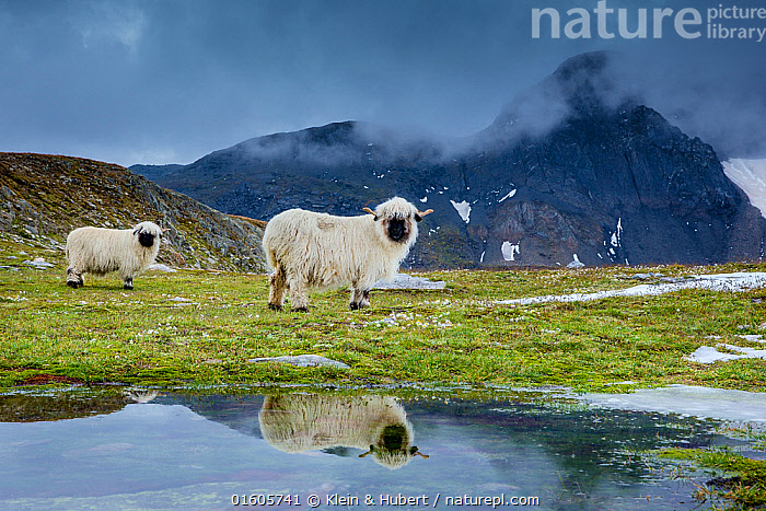 Stock photo of Blacknosed Valais sheep on alpine meadow in autumn ...