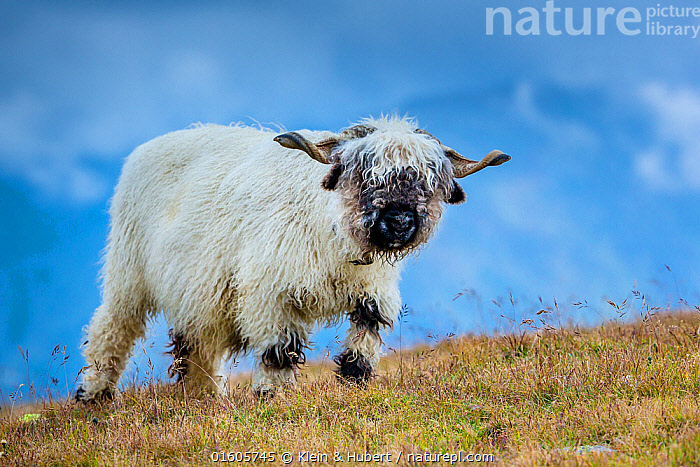 Stock photo of Blacknosed Valais sheep on alpine meadow in autumn ...