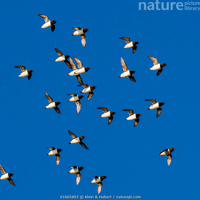 Stock photo of Little auks (Alle alle) flock in flight, Svalbard ...