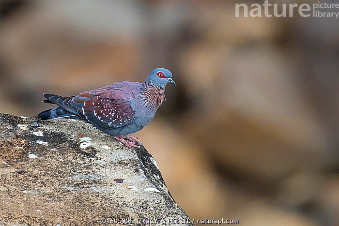 Stock photo of Speckled pigeon (Columba guinea) on cliff, South Africa ...
