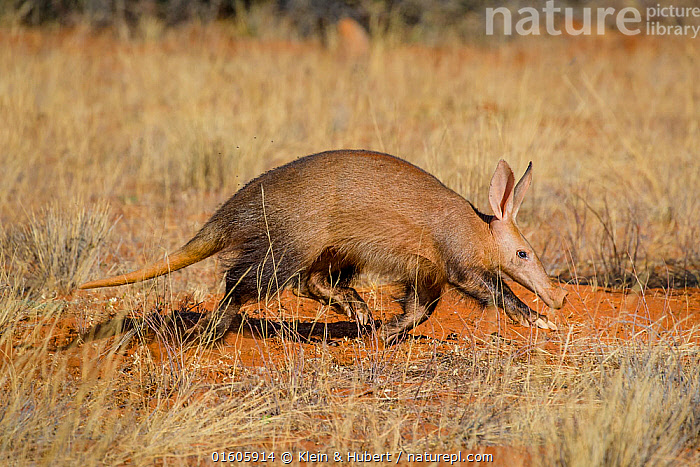 Stock photo of Aardvark (Orycteropus afer) running back to its burrow ...
