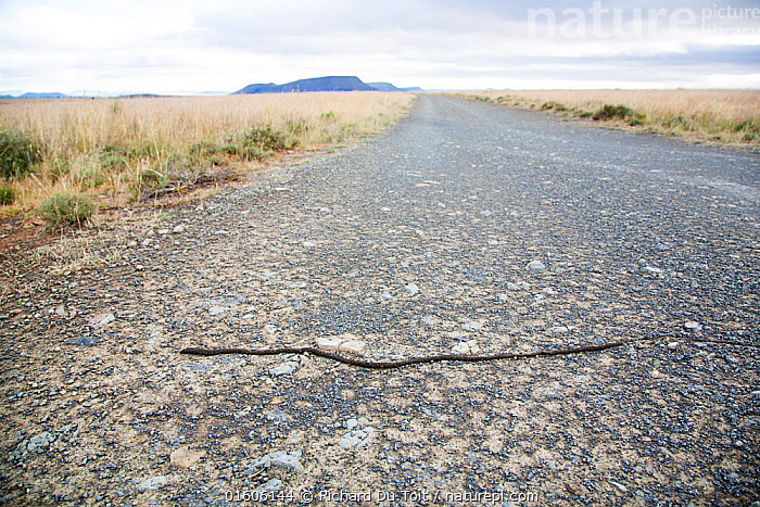 Stock photo of African giant earthworm (Microchaetus rappi) Mountain ...