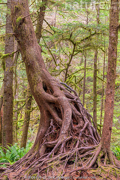 Stock photo of Western hemlocks (Tusga heterophylla) two trees with ...