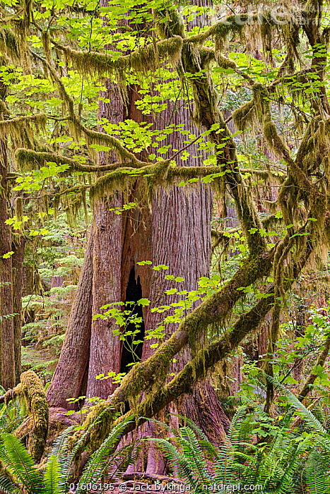 Stock photo of Western red cedar (Thuja plicata) temperate rain forest ...