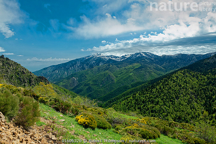 Stock photo of Forested mountains at Col de Mantet. Pyrenees Orientales ...