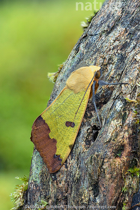 Stock photo of Green drab moth (Ophiusa tirhaca) on bark. Matalascans ...