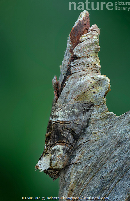 Stock photo of Spectacle moth (Abrostola tripartita) camouflaged on ...