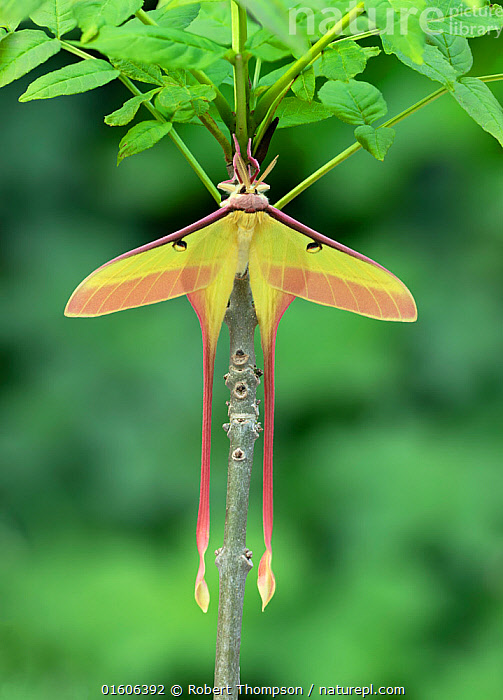 Stock photo of Chinese moon moth (Actias dubernardi), male resting on ...