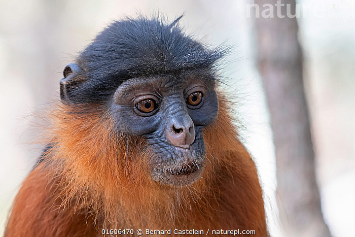 Stock photo of Temminck's western red colobus (Piliocolobus temminckii ...