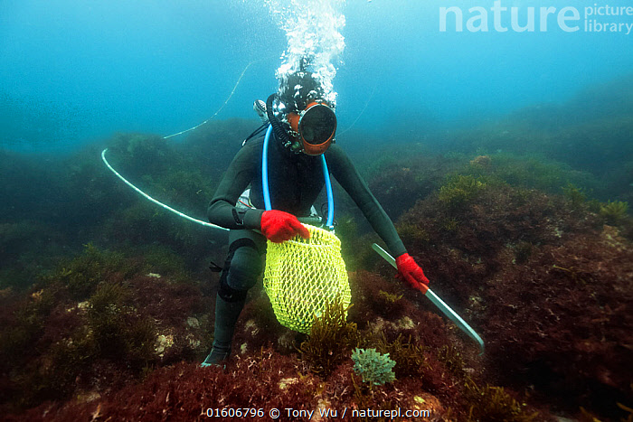 Stock photo of Ama diver searching for shellfish including Sea snails ...