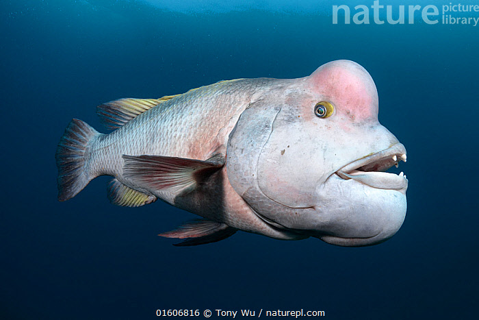 Stock photo of Asian sheepshead wrasse (Semicossyphus reticulatus ...