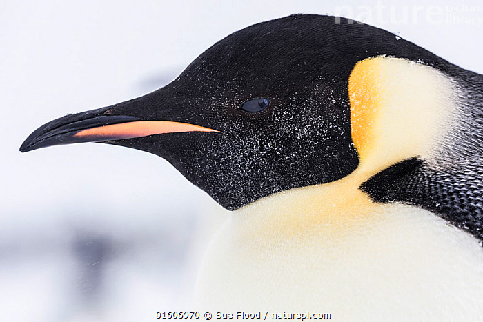 Emperor Penguin Beak