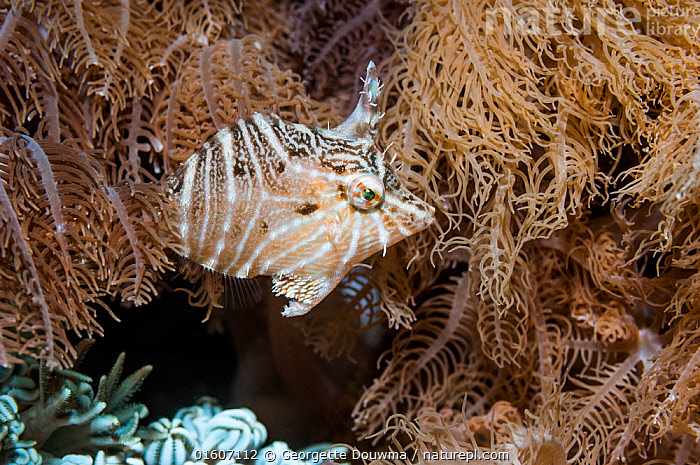 Stock photo of Radial filefish (Acreichthys radiatus) amongst soft ...