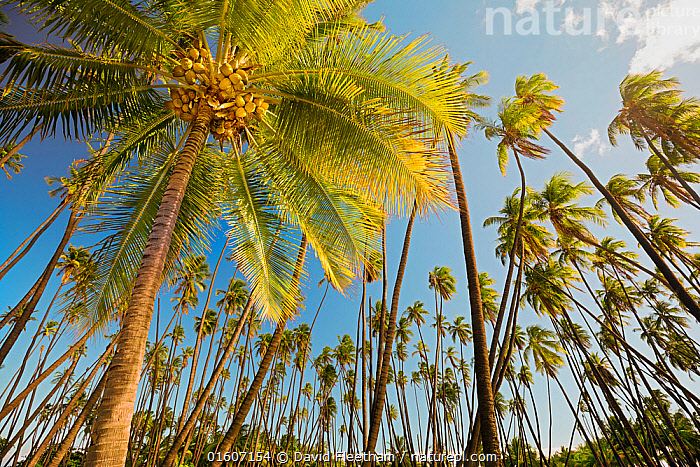 Stock photo of Kapuaiwa Coconut Beach Park, an ancient Coconut (Cocos ...