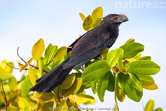 Stock photo of Smooth-billed ani (Crotophaga ani) perched in tree ...