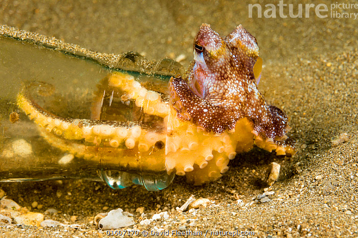 Stock photo of Short armed sand octopus (Amphioctopus arenicola) living ...