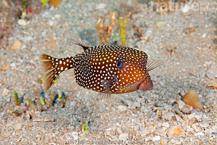 Stock photo of Spotted boxfish (Ostracion meleagris) swimming above sea ...