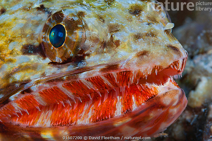 Stock photo of Orangemouth lizardfish (Saurida flamma), close up of ...