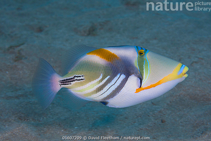 Stock photo of Picasso triggerfish (Rhinecanthus aculeatus). Maui ...